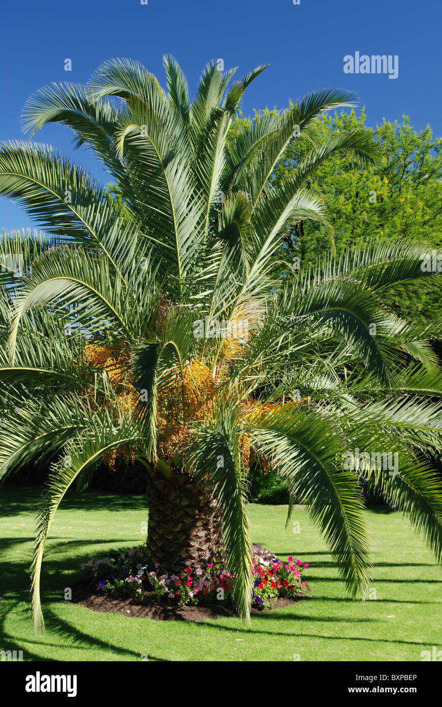 Beautiful trees in a tropical garden Stock Photo - Alamy