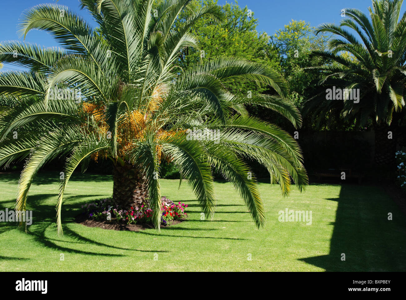 Beautiful trees in a tropical garden Stock Photo - Alamy