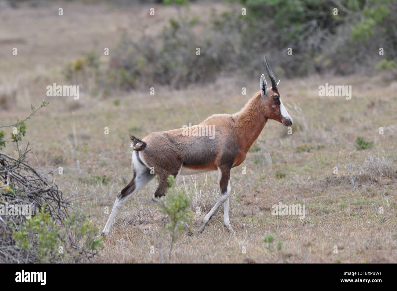 Antelope in Pilanesberg Game Reserve, South Africa Stock Photo - Alamy