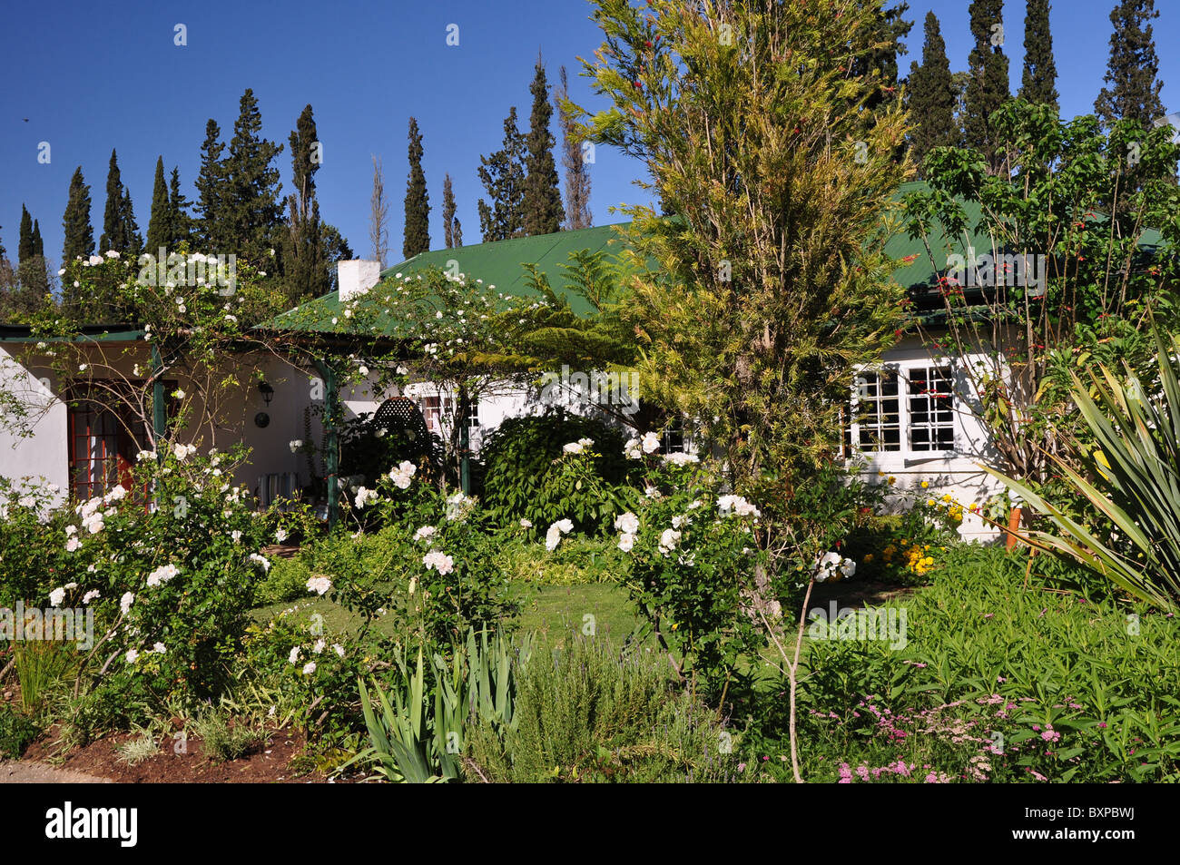 Beautiful trees in a tropical garden Stock Photo - Alamy