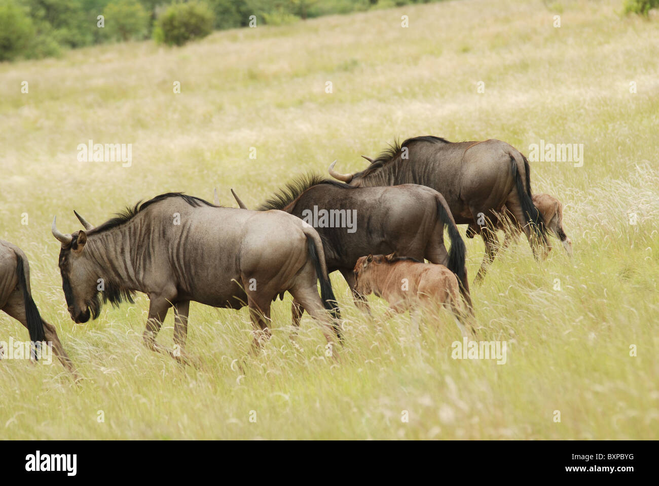 Wildebeest in Pilanesberg Game Reserve, South Africa Stock Photo - Alamy