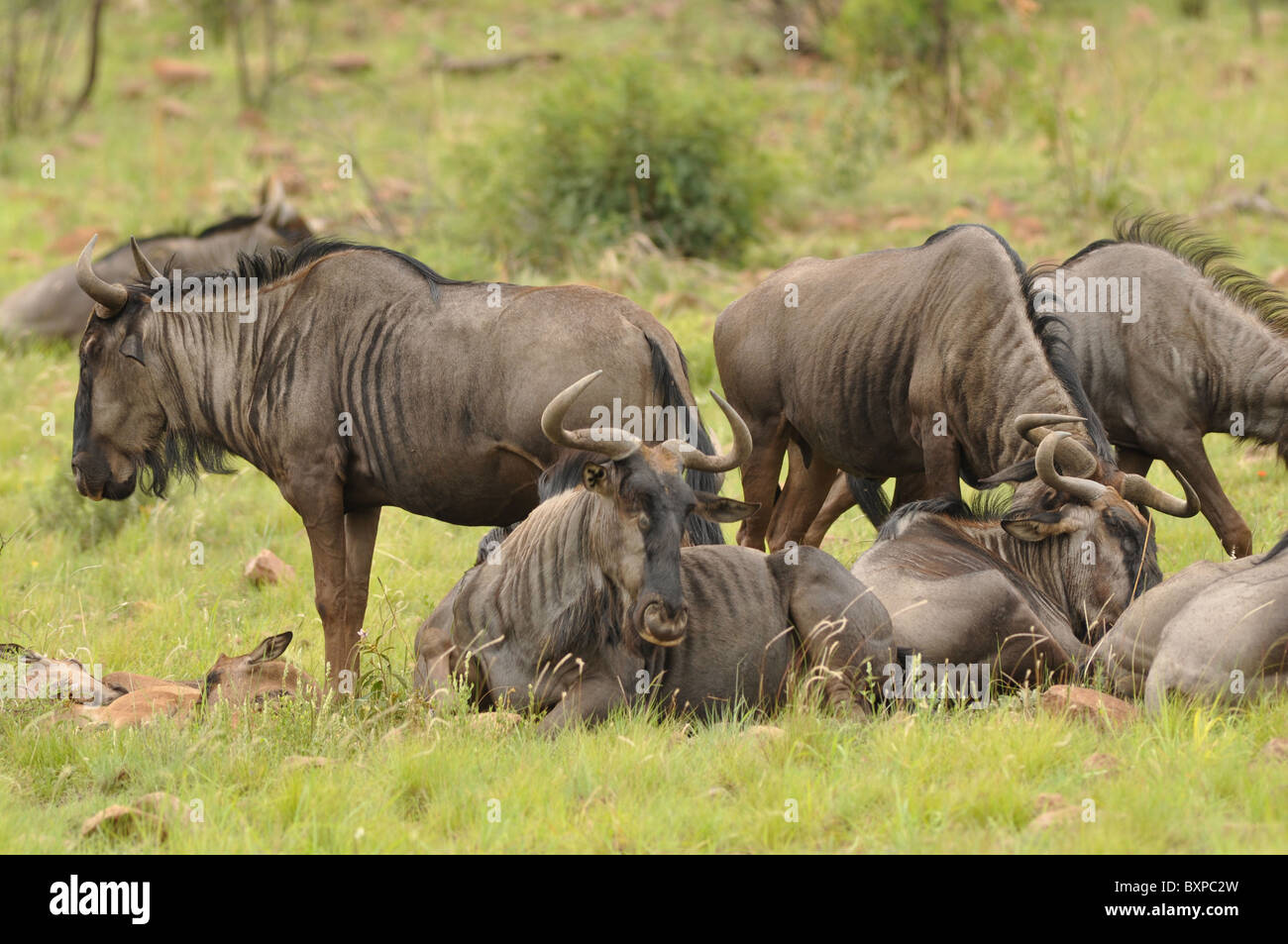 Wildebeest in Pilanesberg Game Reserve, South Africa Stock Photo - Alamy