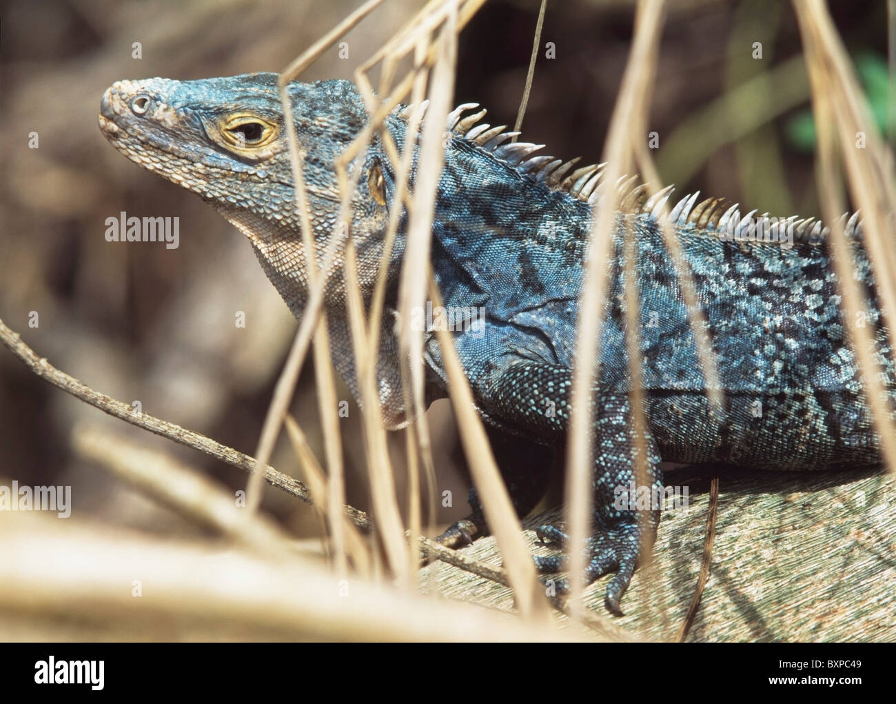 Image iguana hi-res stock photography and images - Alamy