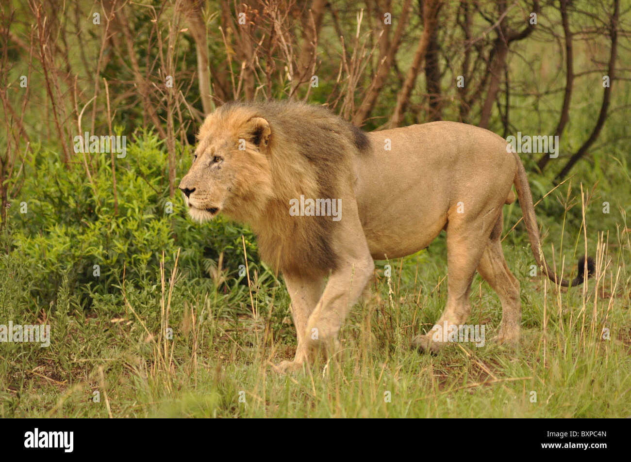Male lion portrait hi-res stock photography and images - Alamy