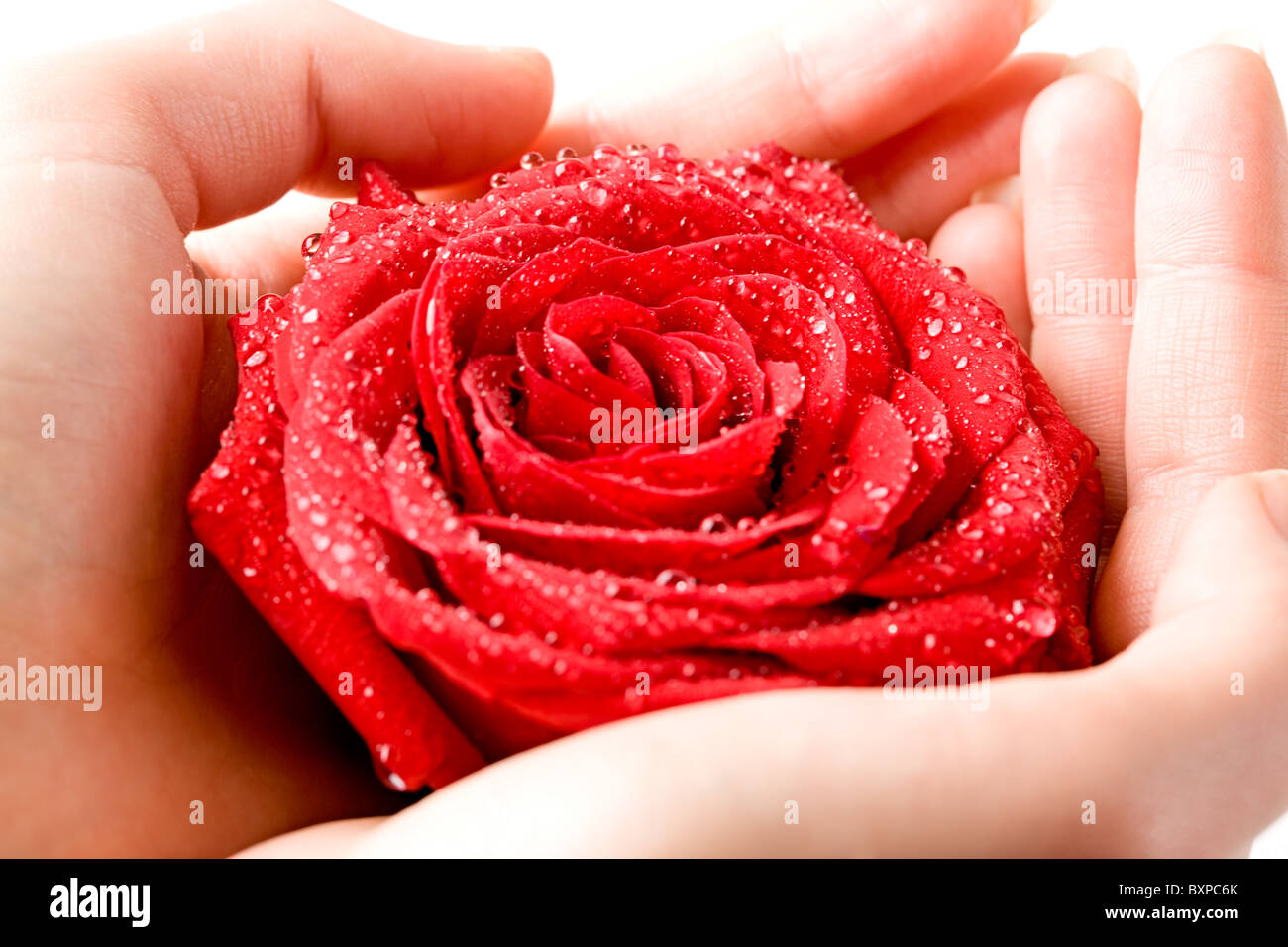 Closeup of wet scarlet rosebud in woman’s hands Stock Photo - Alamy