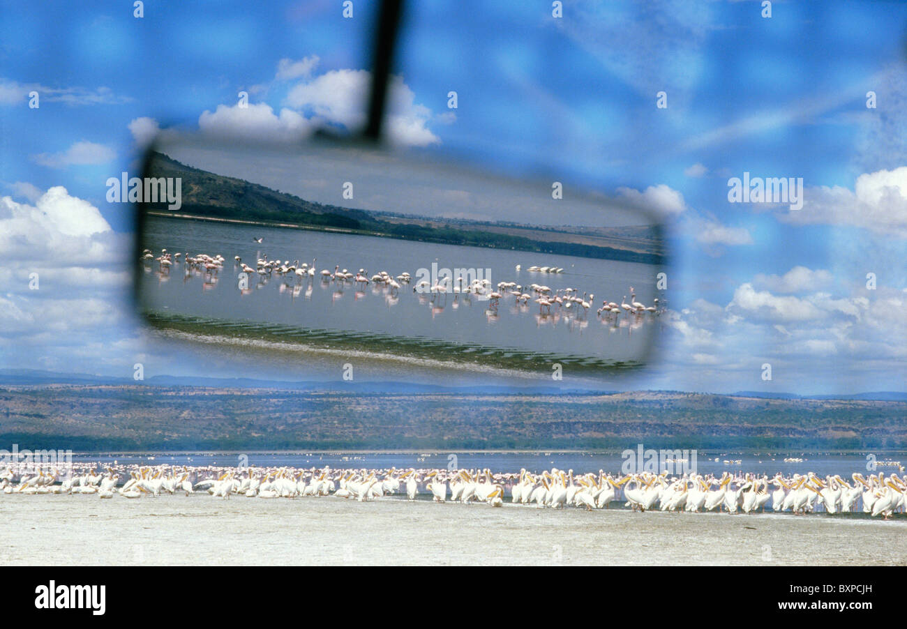 Rear view large group birds hi-res stock photography and images - Alamy