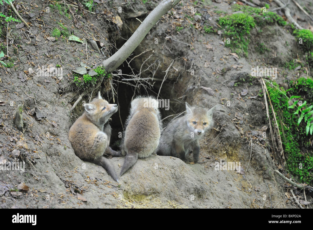 Fox cub den hi-res stock photography and images - Alamy
