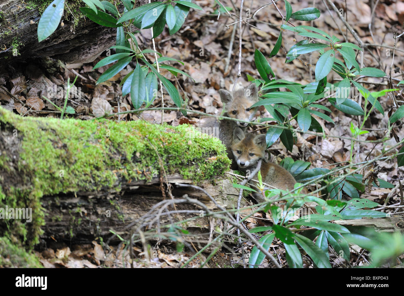 Fox tree den hi-res stock photography and images - Alamy