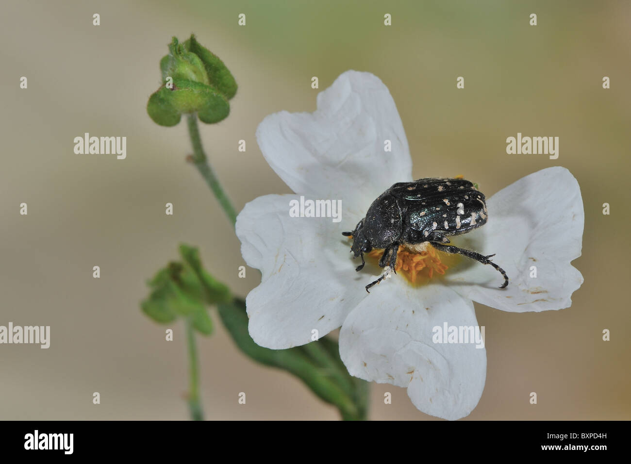 White spotted barbary bug hi-res stock photography and images - Alamy