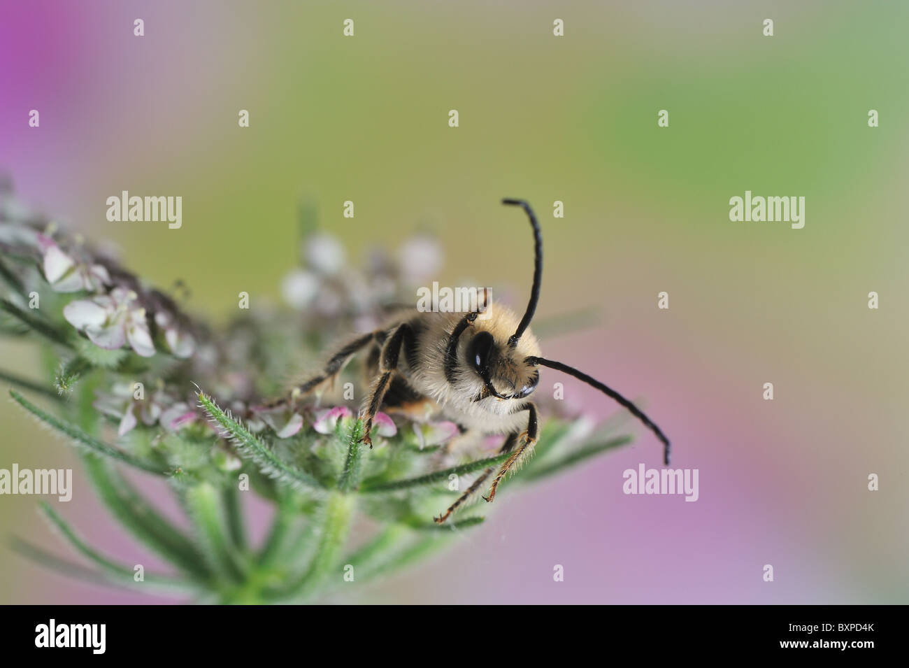 Longhorn bee - Longhorned bee (Eucera nigrescens) male on flower at ...