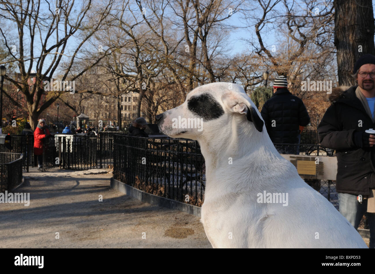A dog in Manhattan's Tompkins Square Park, which has a large dog run ...