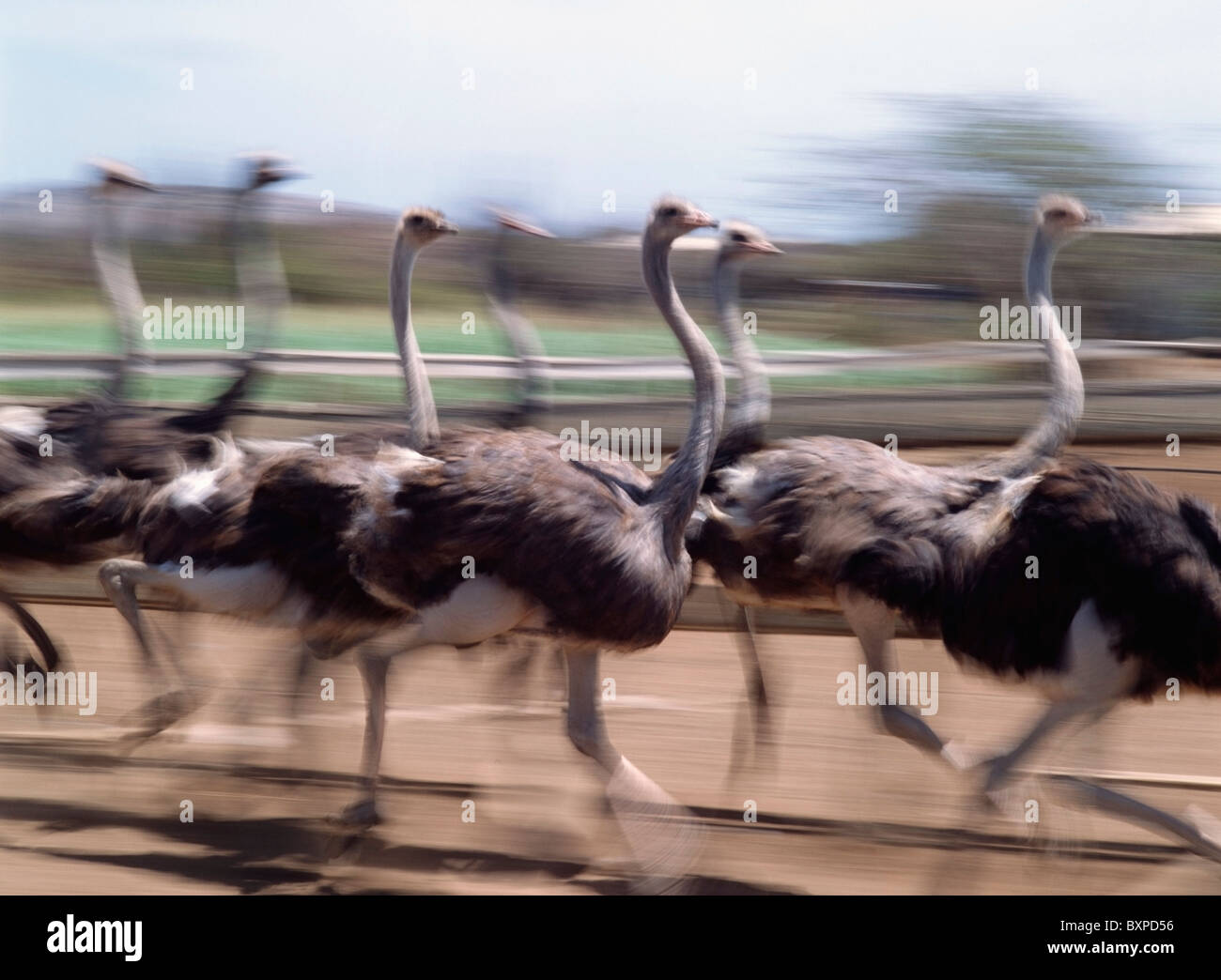 Running Ostriches Farm Largest Outside Africa Stock Photo - Alamy