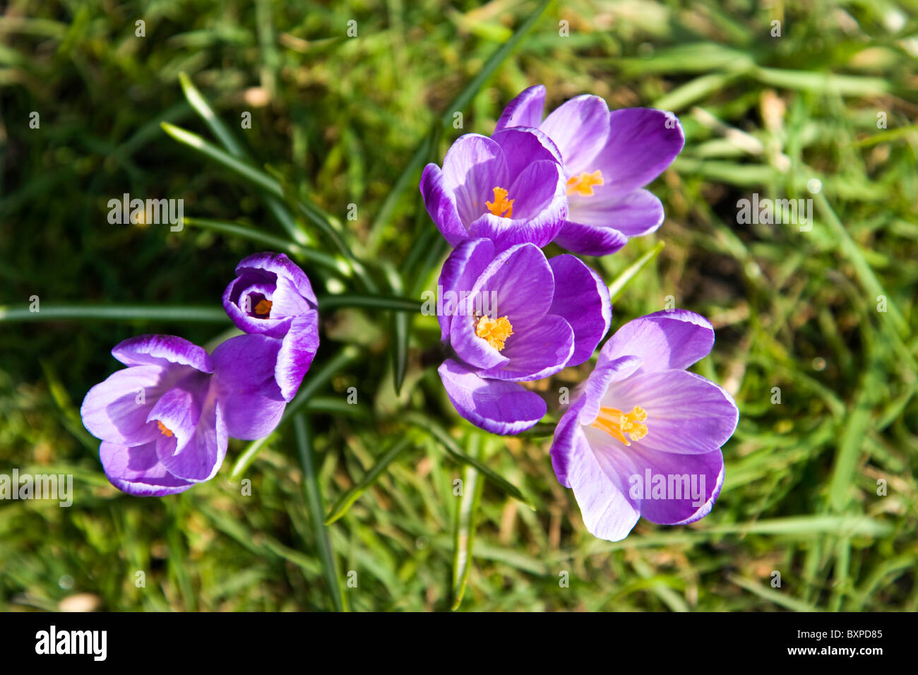 Flowering crocus in Hyde Park, London Stock Photo - Alamy