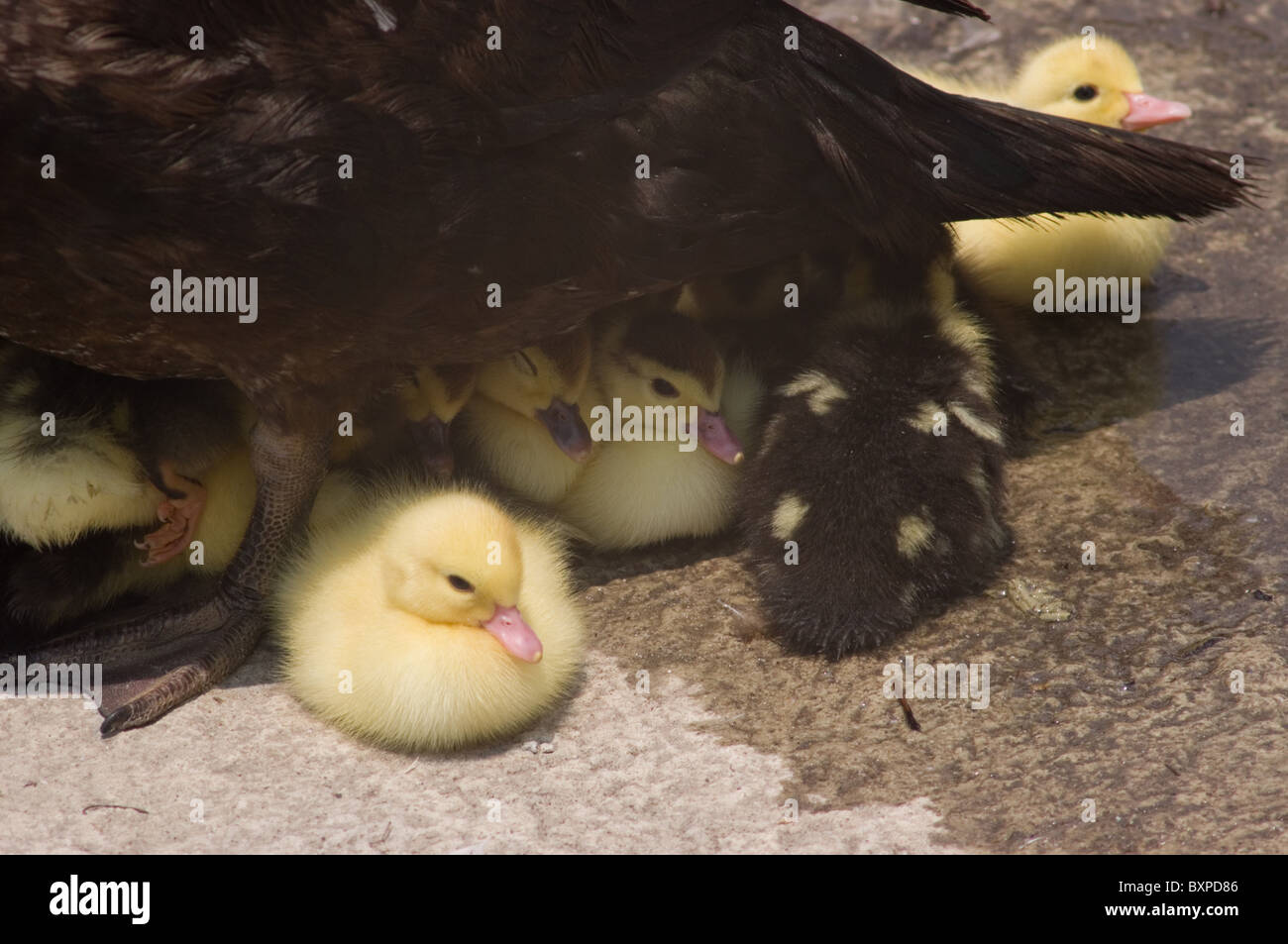 Group of baby ducks having a good time close to her mother Stock Photo ...