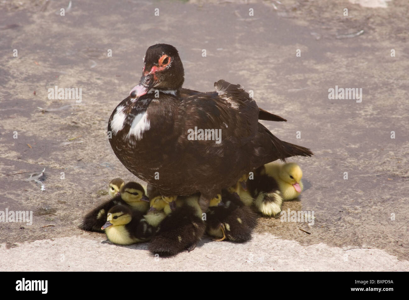 Duck mother protecting her babies Stock Photo - Alamy