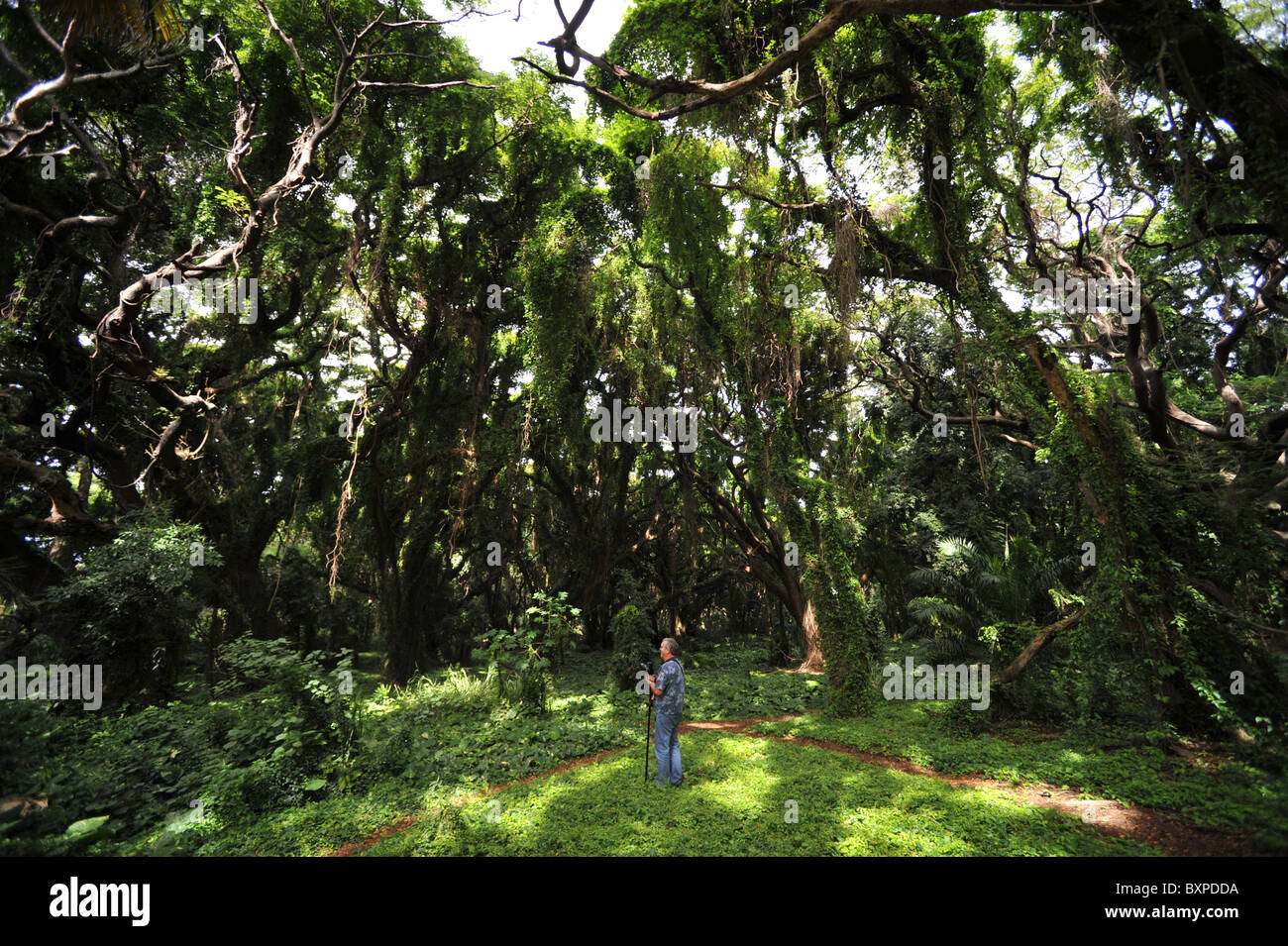 Tropical Jungle Trees Branches High Resolution Stock Photography and ...