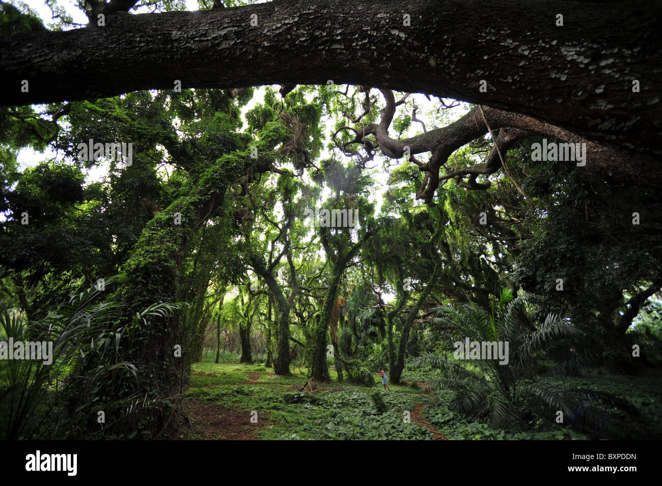 Jungle hi-res stock photography and images - Alamy