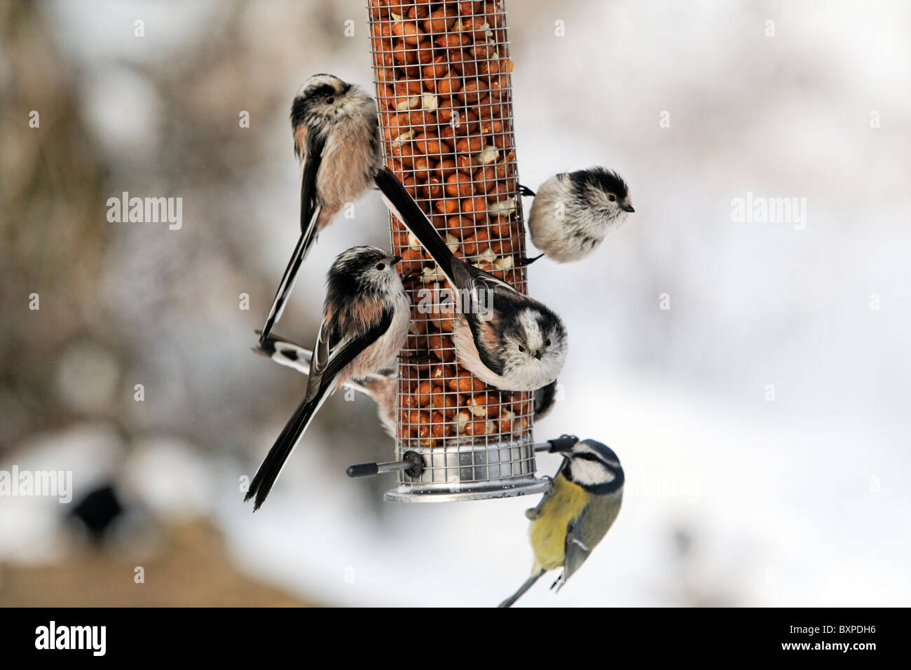 Long-tailed tit, Aegithalos caudatus, group of birds on peannut feeder ...
