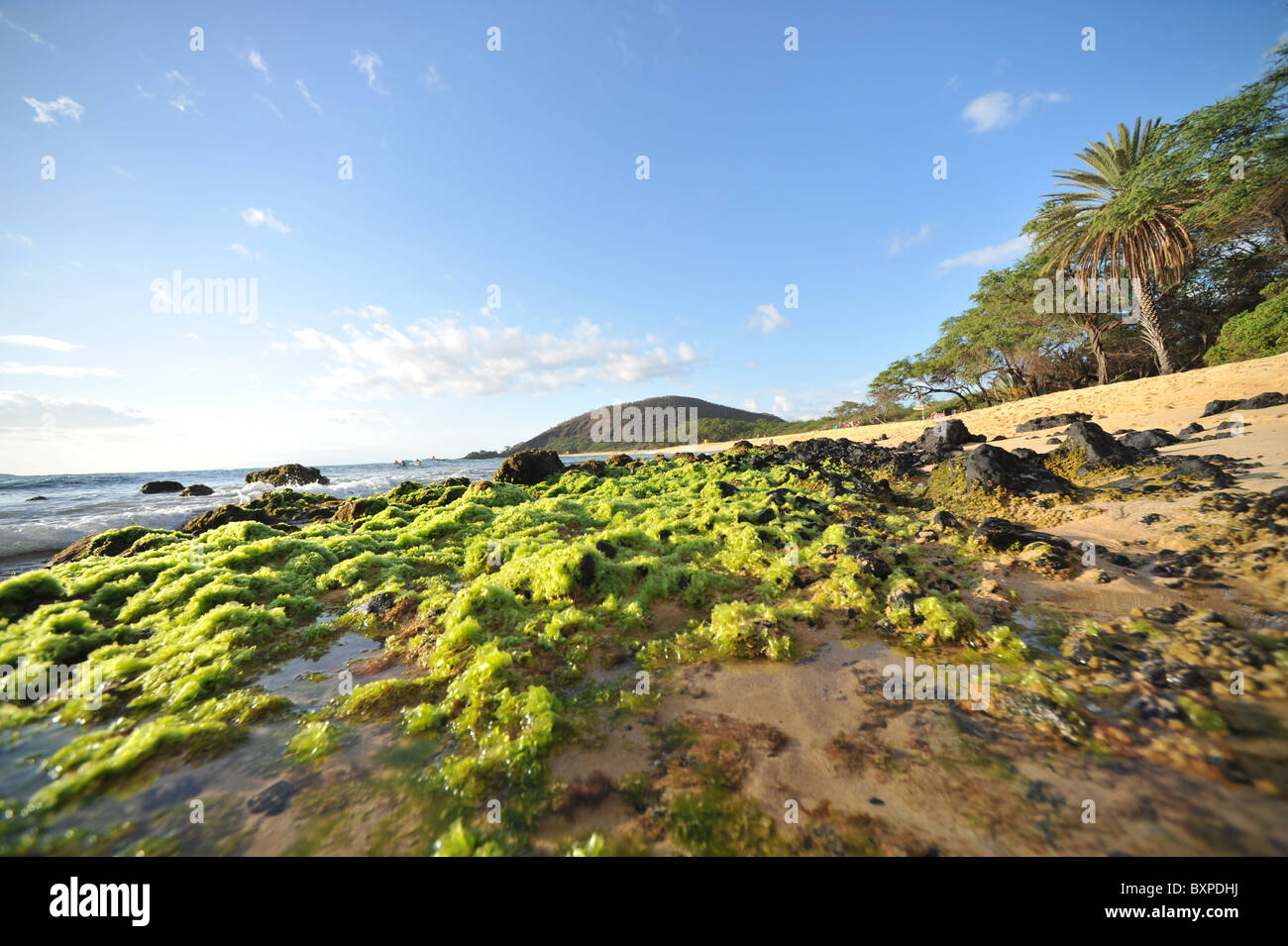 Sea moss caribbean hi-res stock photography and images - Alamy