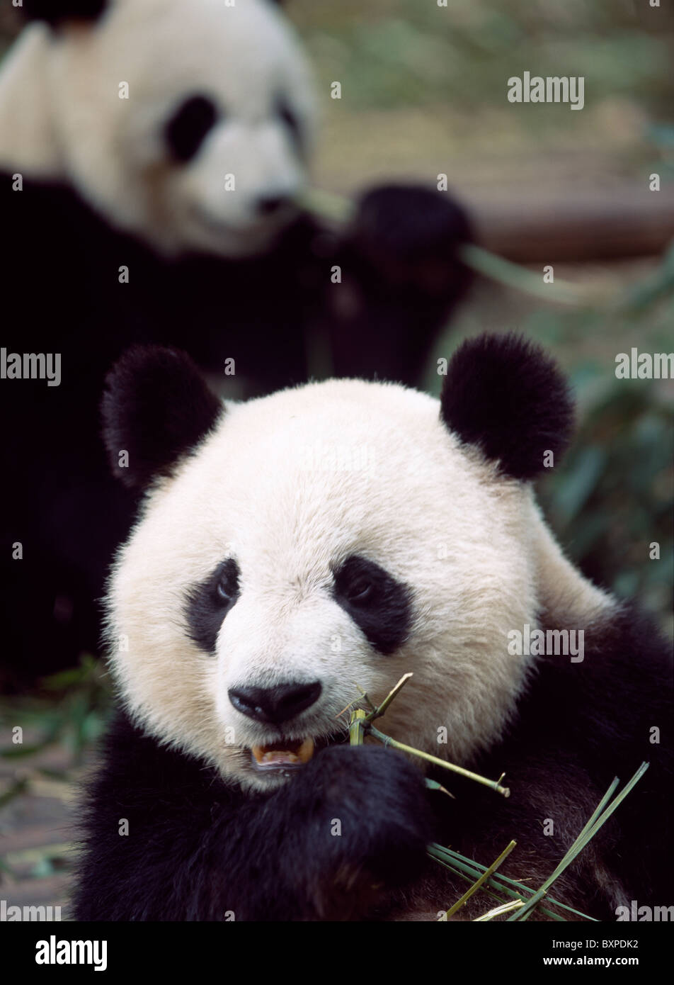 Pandas Eating Bamboo Stock Photo - Alamy