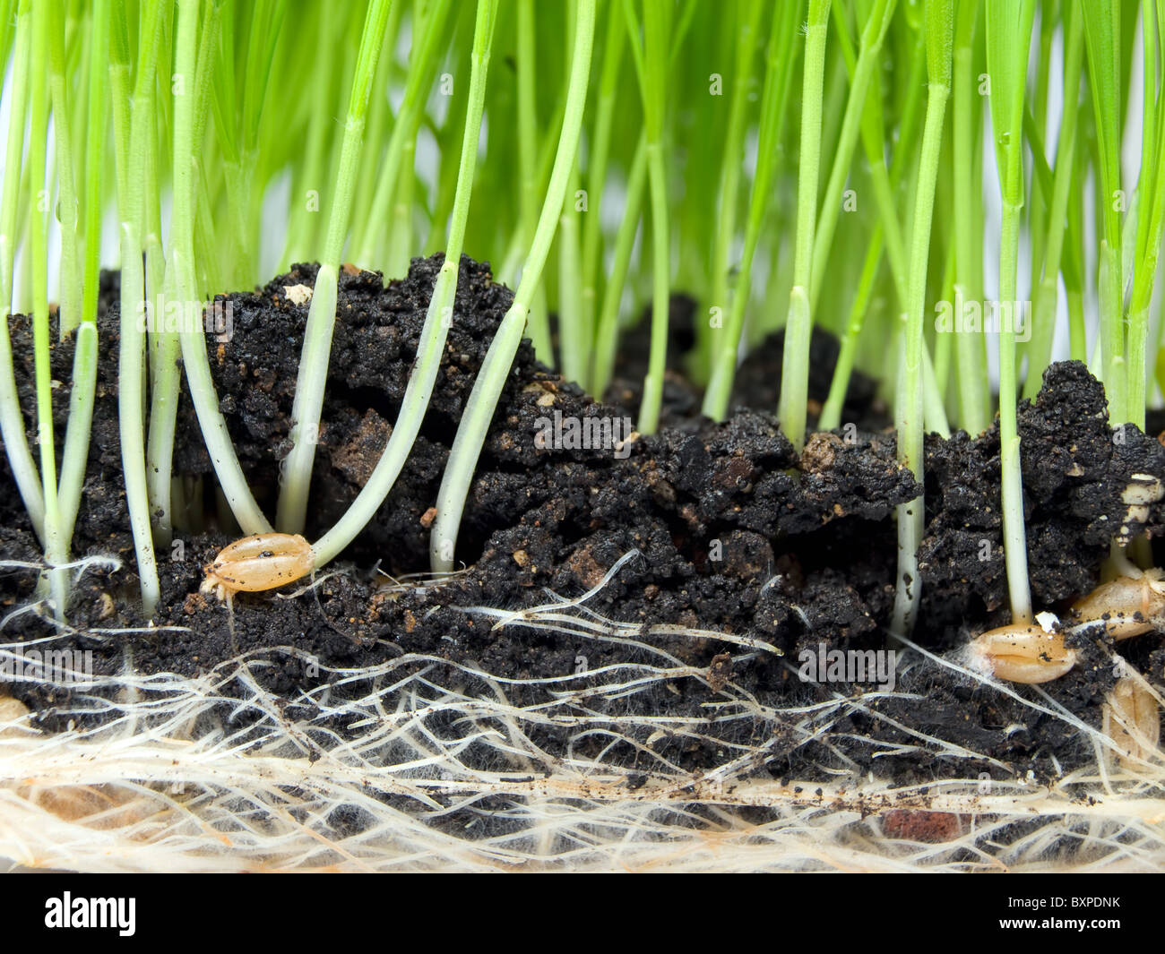 Closeup view of wheat germination in the soil Stock Photo - Alamy