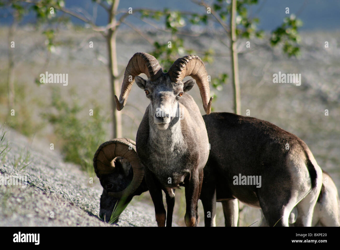 Stone sheep hi-res stock photography and images - Alamy