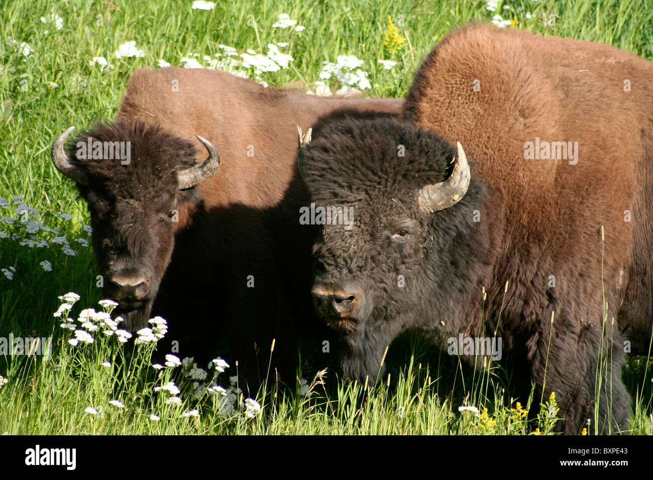 Mating buffaloes hi-res stock photography and images - Alamy