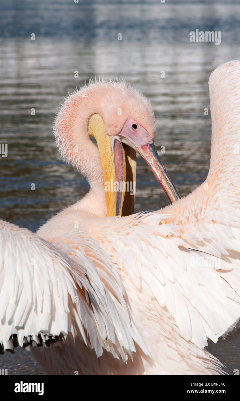 Mykonos Greece Pelican Mascot High Resolution Stock Photography and ...