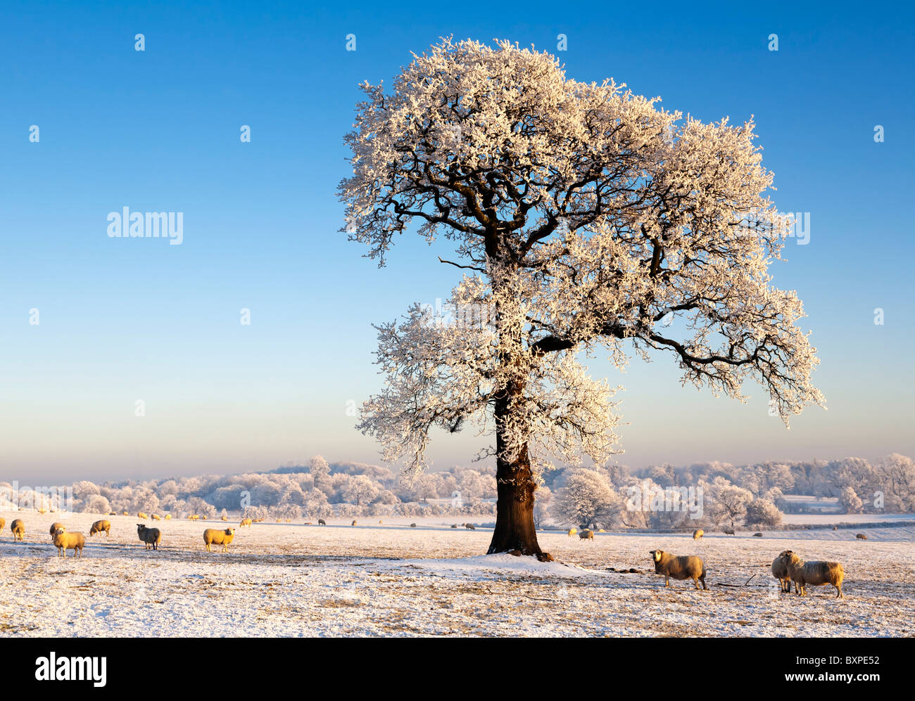 Frozen field hi-res stock photography and images - Alamy