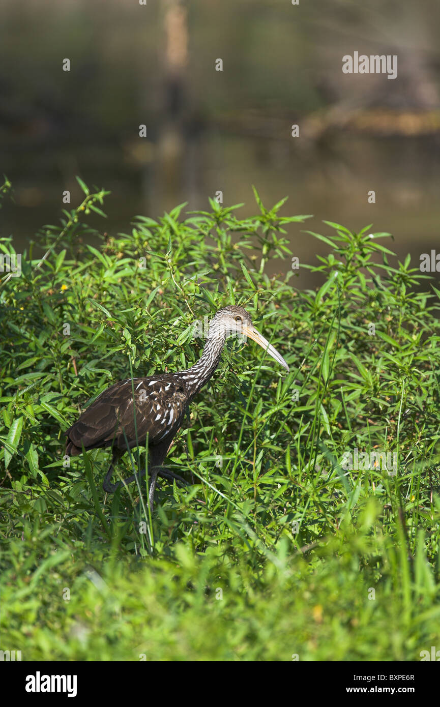 Limpkin Aramus guarauna foraging alongside lake at La Belen, republic ...