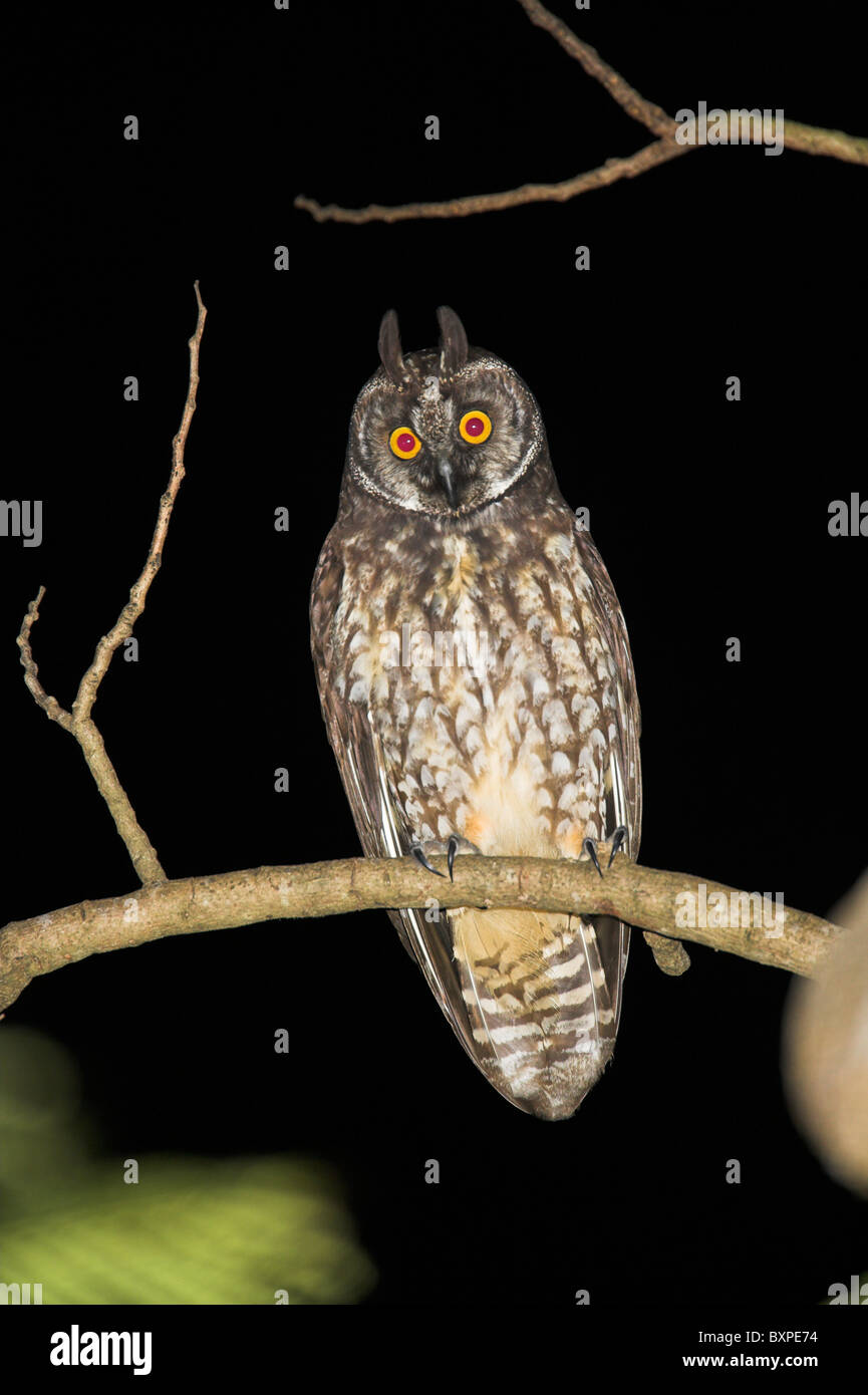 Stygian swamp hi-res stock photography and images - Alamy