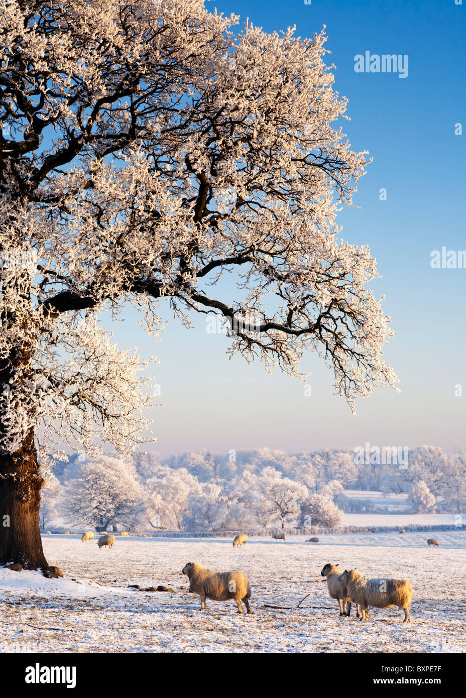 Sheep in snow scotland hi-res stock photography and images - Alamy