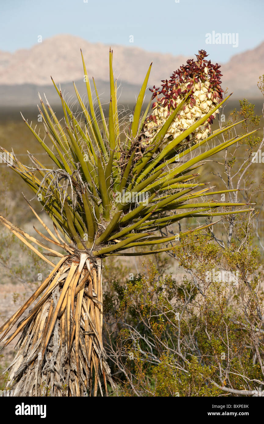 Mojave Yucca (Yucca schidigera) in bloom Stock Photo - Alamy