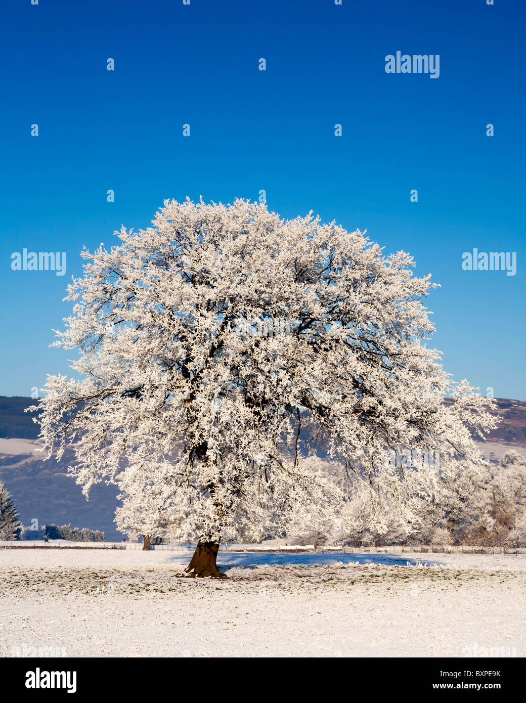 Scotland snow tree hi-res stock photography and images - Alamy
