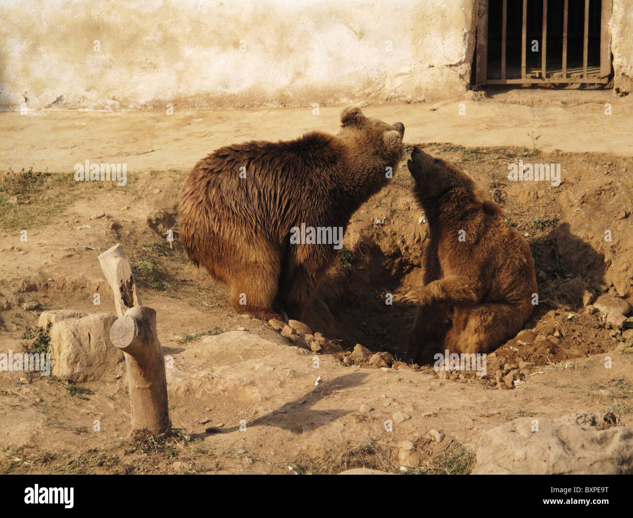 Islamabad zoo - two brown bears playing Stock Photo - Alamy