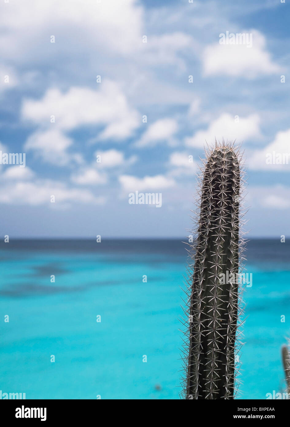 Beach Cactus High Resolution Stock Photography and Images - Alamy
