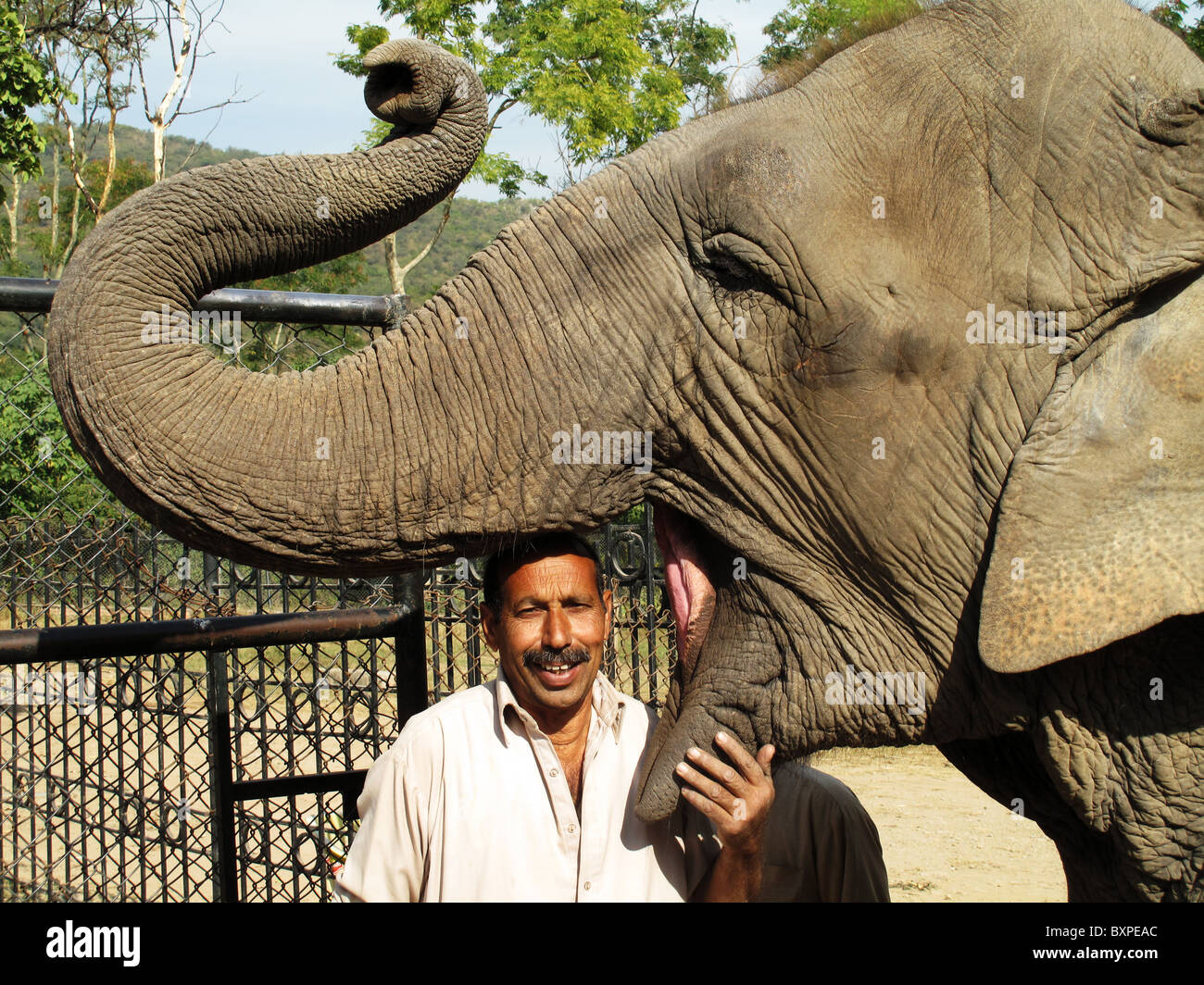 Islamabad zoo - zoo keeper standing with head in elephant's mouth Stock ...