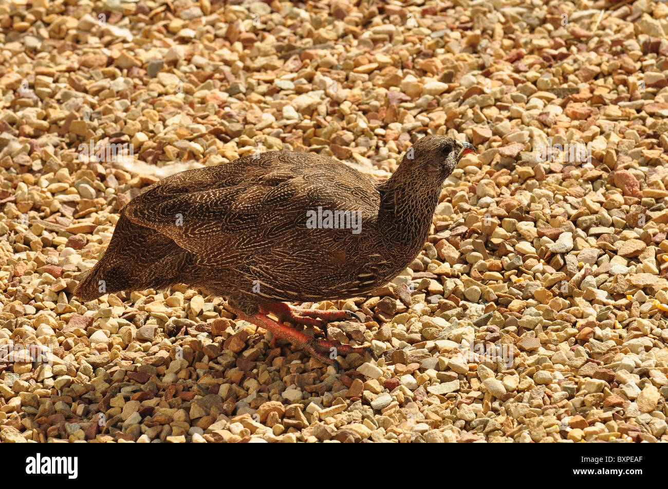 African fowl hi-res stock photography and images - Alamy