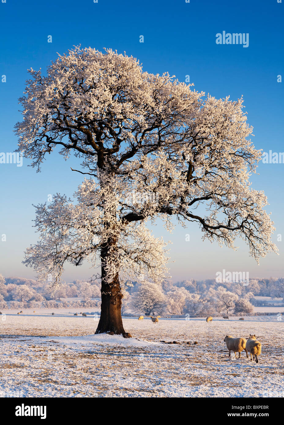 Sheep in frozen field hi-res stock photography and images - Alamy