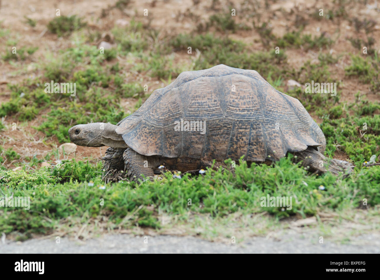 A Leopard Turtoise/Turtle in Addo Elephant National Park, South Africa ...