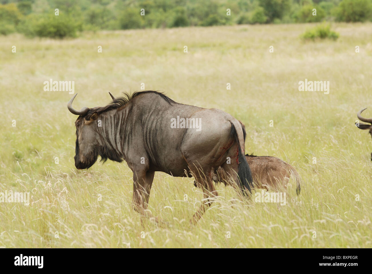 Wildebeest in Pilanesberg Game Reserve, South Africa Stock Photo - Alamy