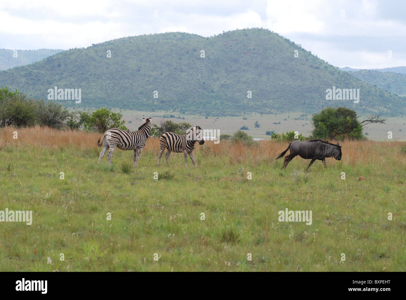 Wildebeest zebra living together in hi-res stock photography and images ...