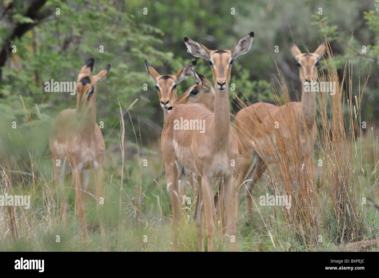 Impalas in Pilanesberg Game Reserve, South Africa Stock Photo - Alamy