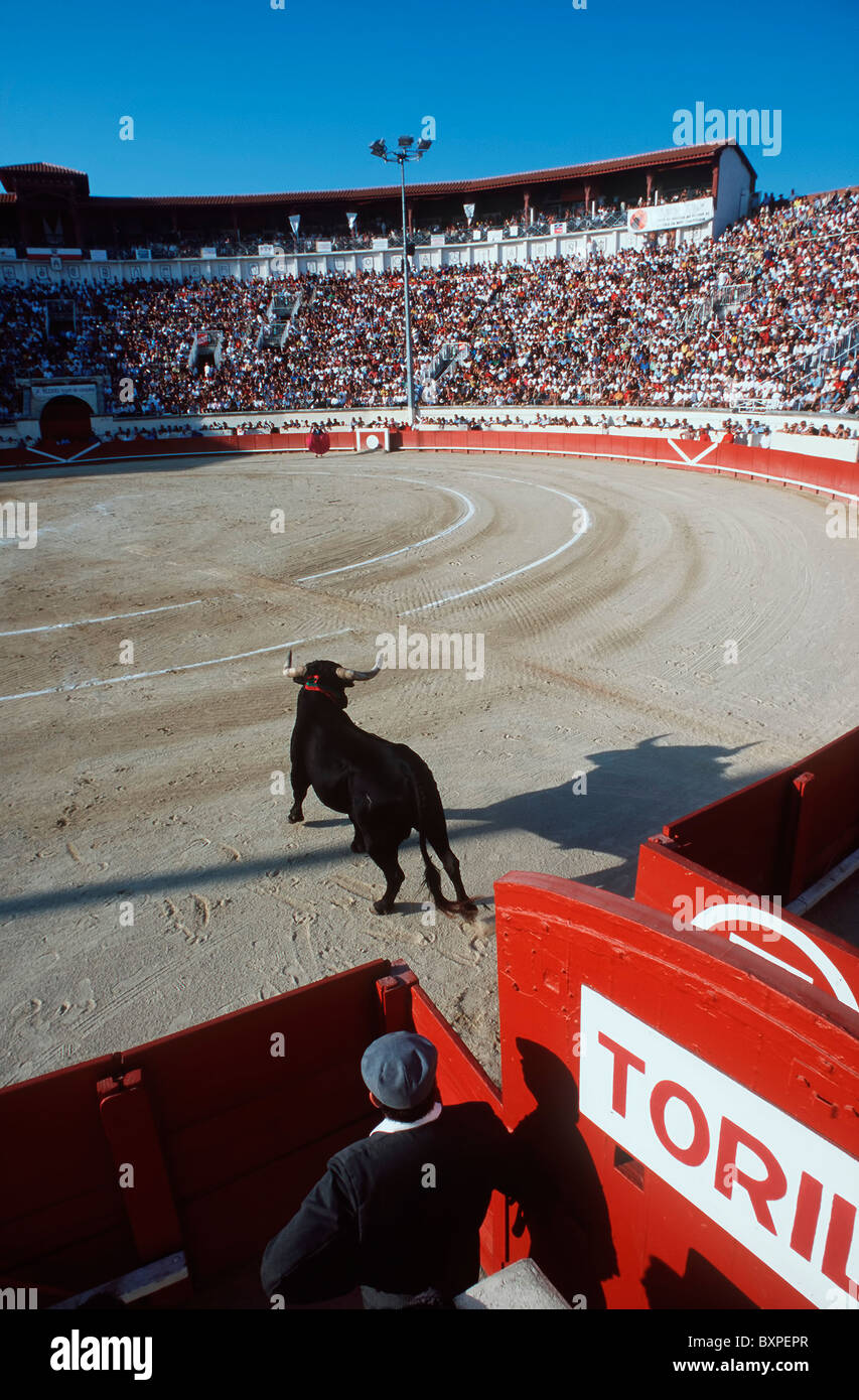 Bullfighting in the arena. The colors and the lights of the fight ...