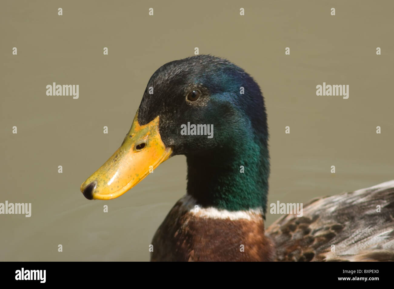 Head shot of a Mallard duck Stock Photo - Alamy