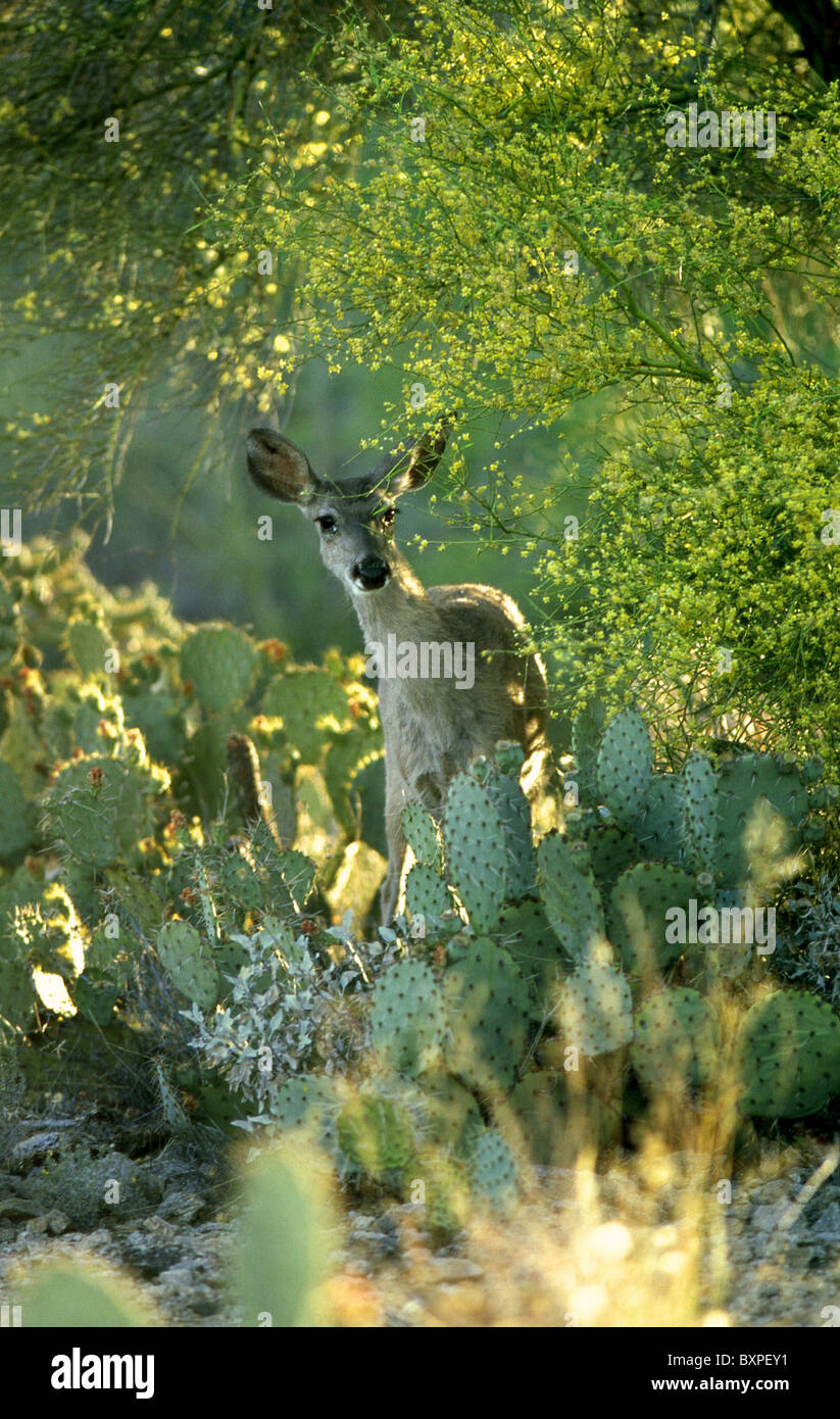 A mule deer pauses in Sabino Canyon Recreation Area in Tucson, Arizona ...