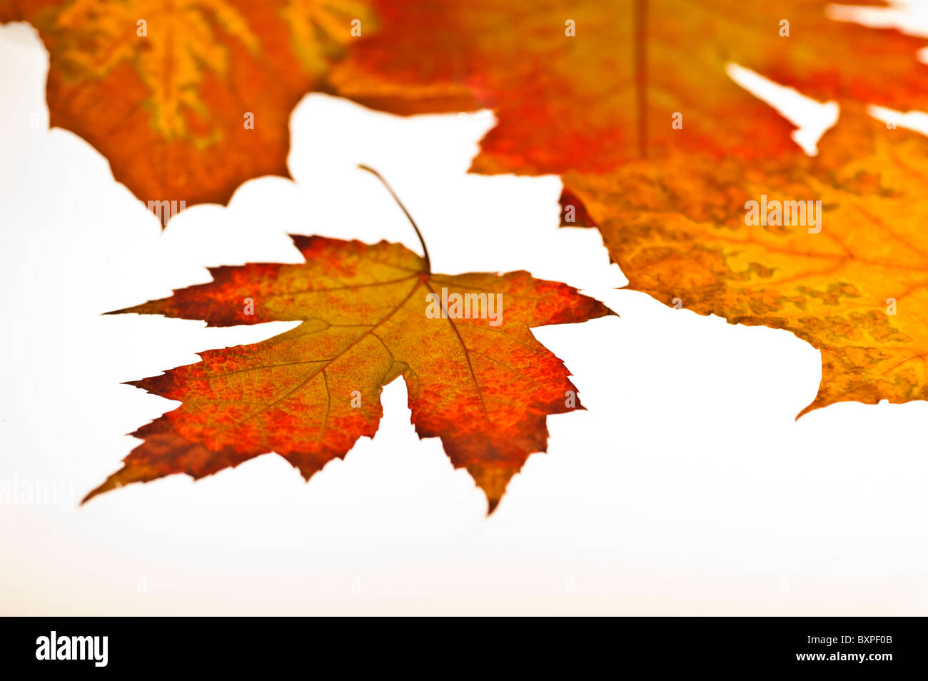 Maple Leaves Falling High Resolution Stock Photography and Images - Alamy