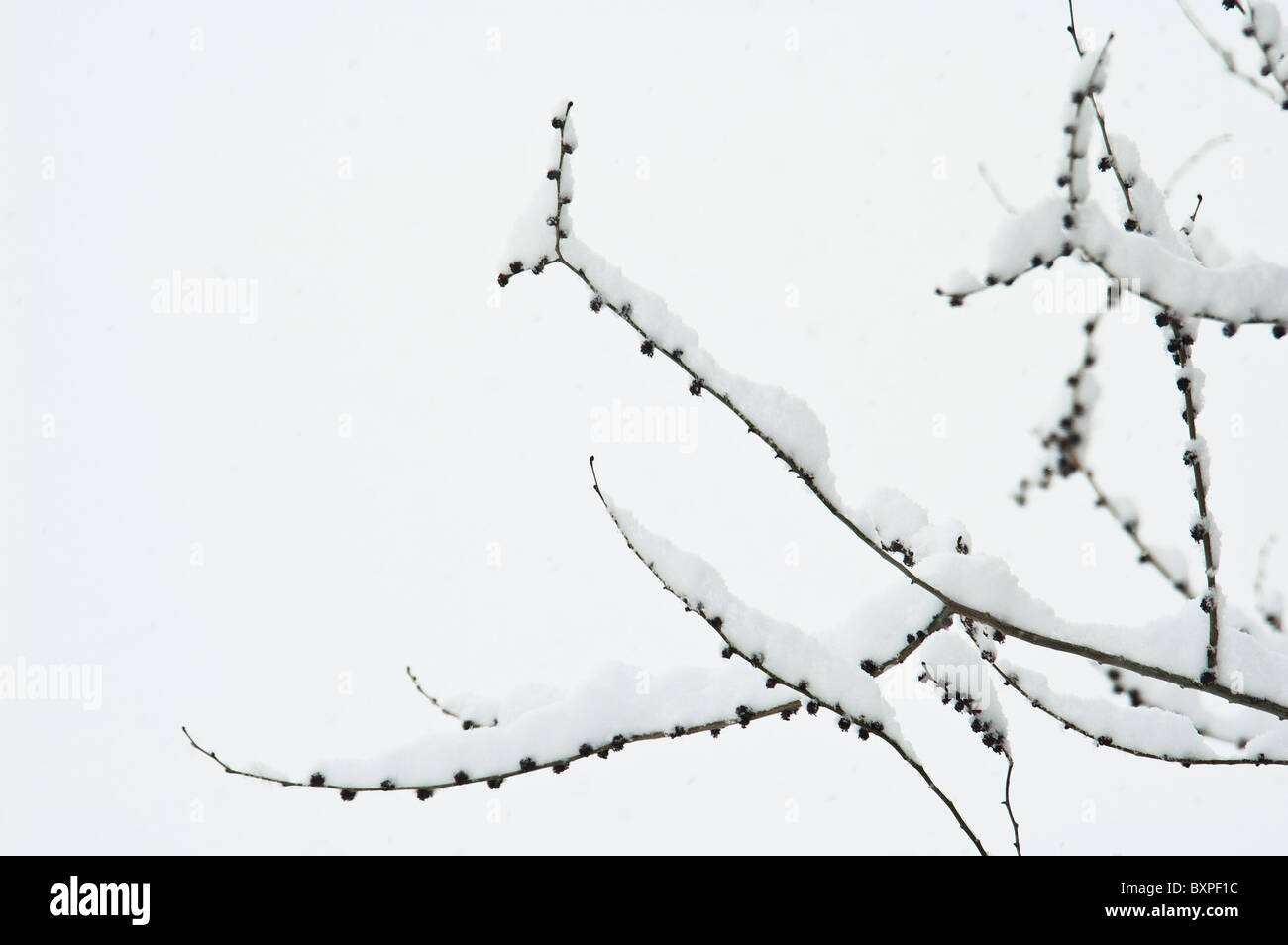 Budding branches in early Spring snow Stock Photo - Alamy