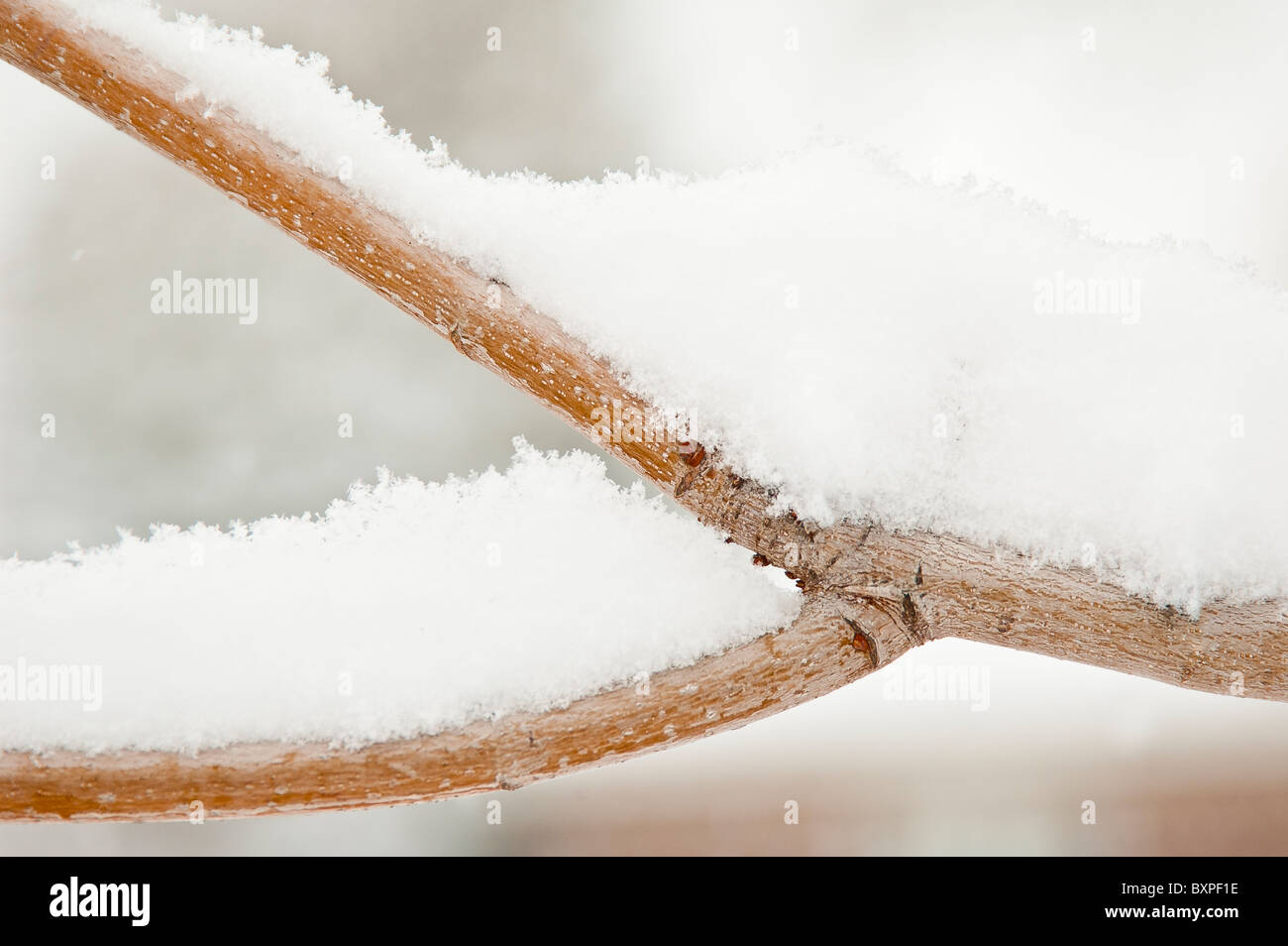 Close-up of snow on a tree branch Stock Photo - Alamy