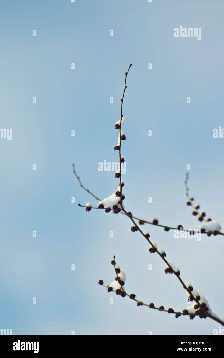Budding branches in early Spring snow Stock Photo - Alamy